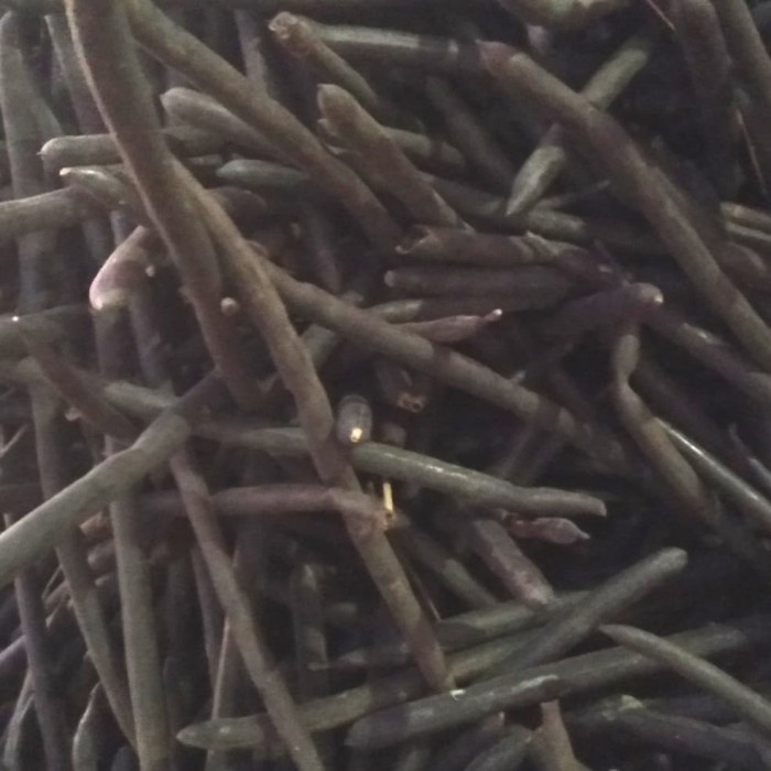 Jual Biji Asam Trengguli 1Kg Benih Trengguli Pure Original Bean ...
