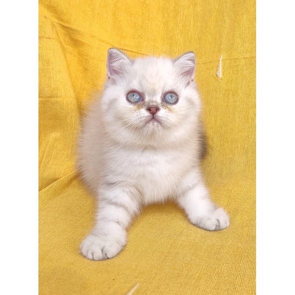 Jual Kucing Persia Exotic Himalayan Color | Shopee Indonesia