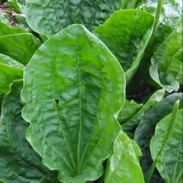Jual Jual Daun Ki Urat Frest 500Grm | Shopee Indonesia