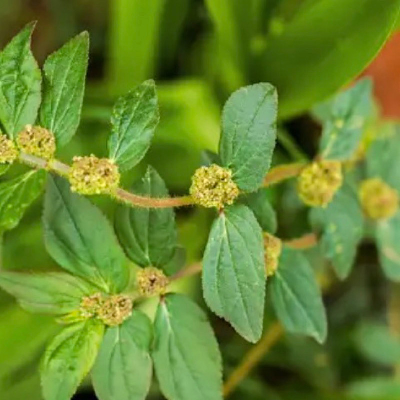 Jual Daun patikan kebo segar tanaman patikan kebo | Shopee Indonesia