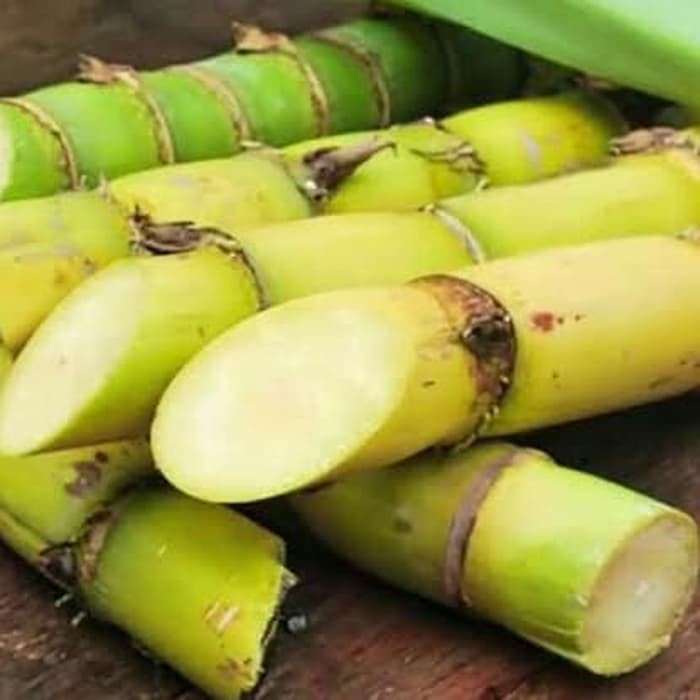 Jual !!promo BIBIT STEK TEBU KUNING MANIS cod | Shopee Indonesia