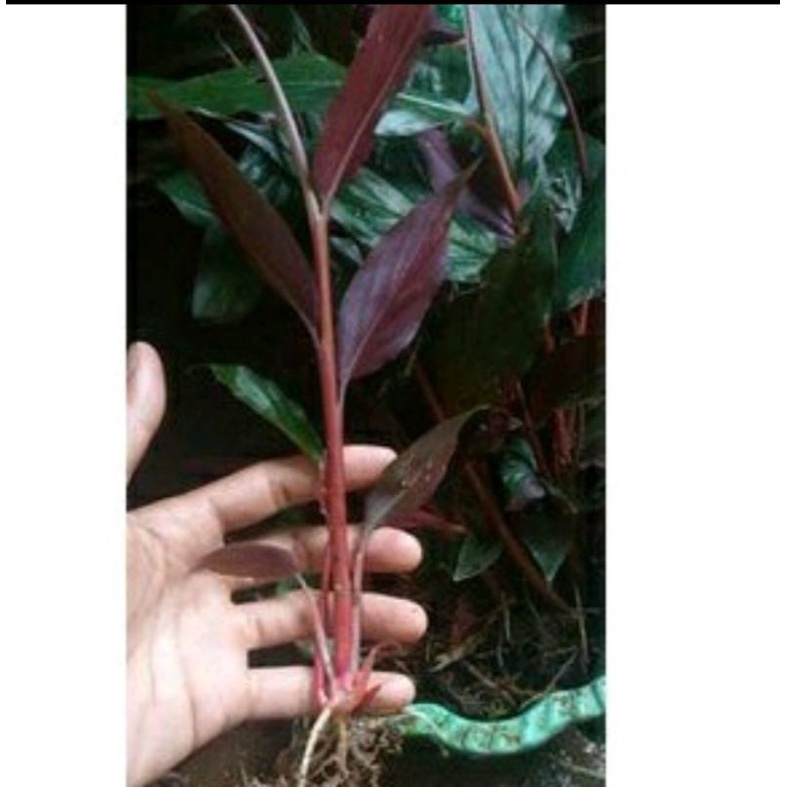 Jual Baru Bibit Kecombrang Hutan Kecombrang Merah/Honje Merah /Asam ...