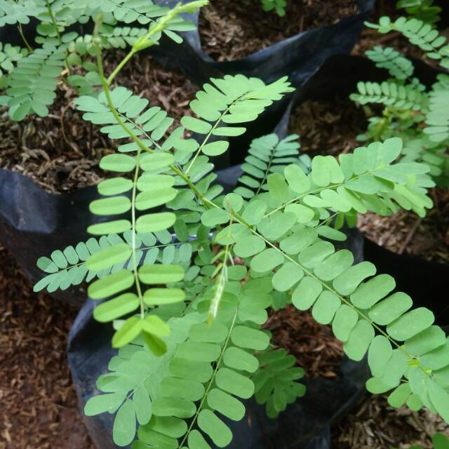 Jual Tanaman daun saga - pohon saga | Shopee Indonesia