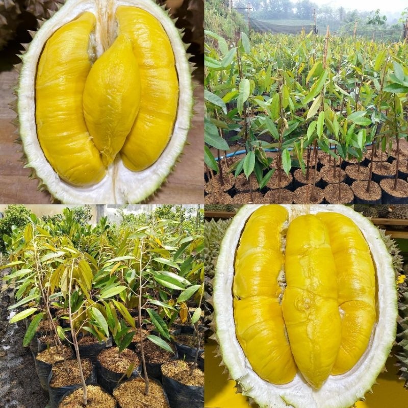 Jual COD Bibit Durian Super Tembaga Asli Di jamin Original | Shopee Indonesia