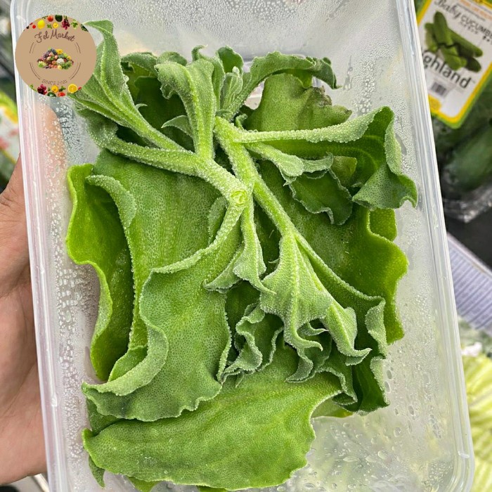 Jual Sayur Salju Fresh Organik | Ice Plant Segar | Pack | Shopee Indonesia