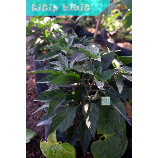 Jual Tanaman Pohon Cabe Hitam Berbuah RImbun plantstara | Shopee Indonesia