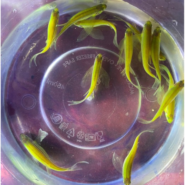Jual Promo paket10 Danio Slayer warna warni bonus 2 remaja pemanis ...