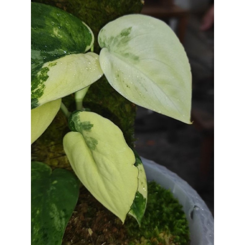 Jual Scindapsus Mangurai Variegata | Shopee Indonesia