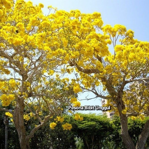 Jual Bibit Bunga Tabebuya Kuning / Pohon Tabebuya Kuning 80cm-1meter ...