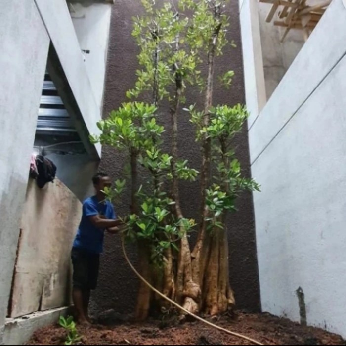 Jual pohon pule air tinggi 3m - 4m / pohon pulai air siap kirim kirim ...
