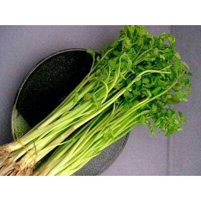 Jual Daun Sladren Tespong Segar | Shopee Indonesia