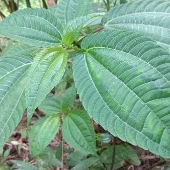 Jual Daun Pohpohan Poh pohan lalap sunda segar 100 gram | Shopee Indonesia