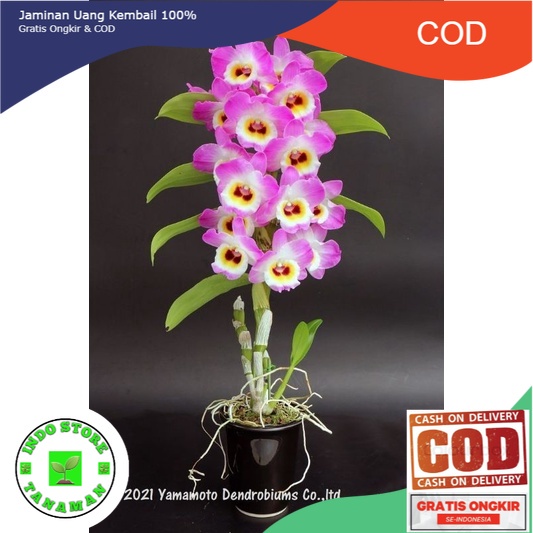 Jual Tanaman hias Anggrek dendrobium bunga sky panda / anggrek seedling ...