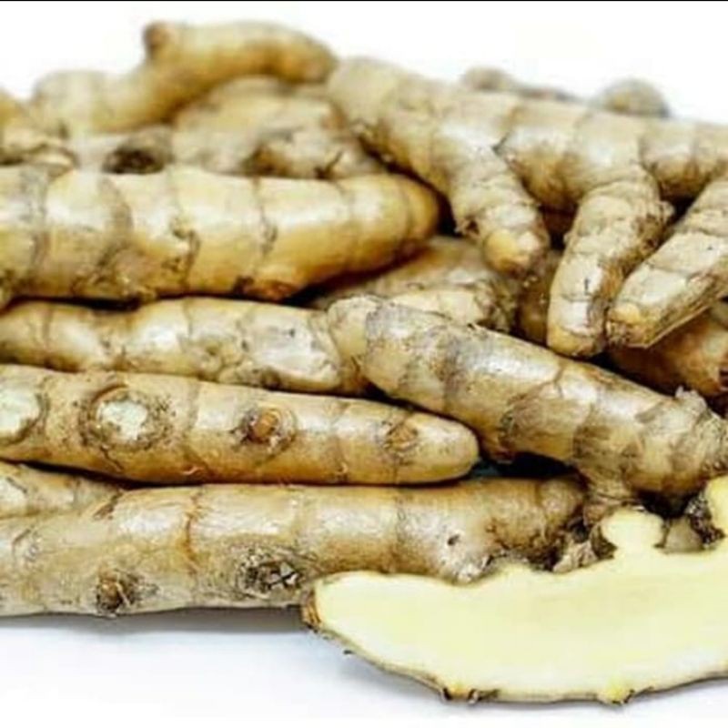 Jual TEMU PUTIH SEGAR 1KG/CURCUMA ZEDOARIA/KUNYIT KUNIR PUTIH | Shopee ...