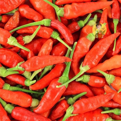 Jual Cabai Rawit Merah / Cabe Rawit Merah 250 gram - Sayur Segar Instan ...