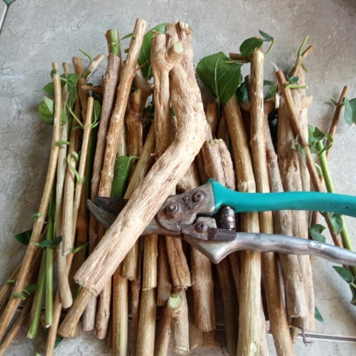 Jual Stek Batang Bonsai Beringin Preh Ficus Retusa Grouping Uk Lidi ...