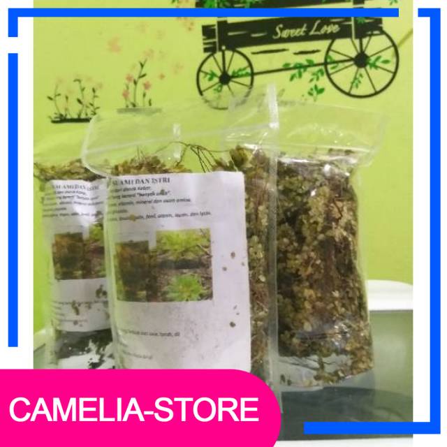 Jual Rumput Kebar Promo (Promil banyak anak) | Shopee Indonesia