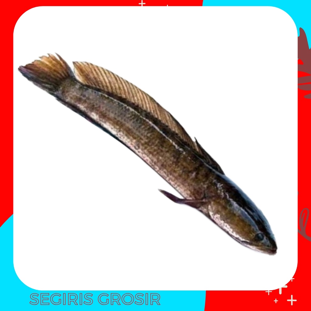 Jual Ikan gabus haruan segar 1kg | Shopee Indonesia