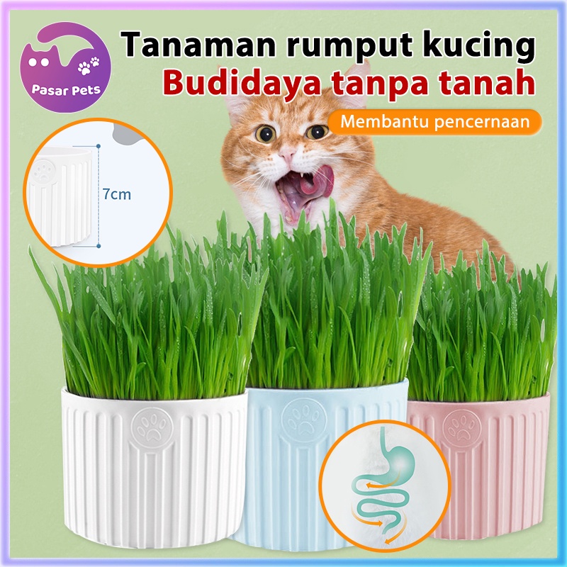 Jual Paket Tumbuh Benih Gandum Premium Rumput Kucing Cat Grass ...
