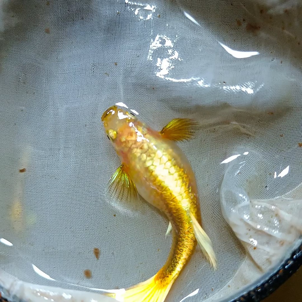 Jual beli5bonus1 hiasan aquarium betina guppy gold siap bread | Shopee ...