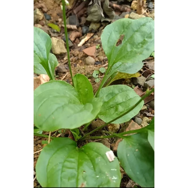 Jual Daun Kiurat/Daun Sendok Segar | Shopee Indonesia