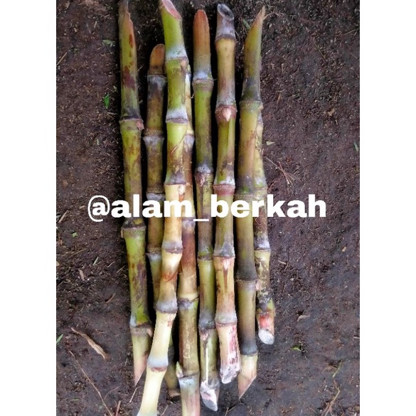 Jual BIBIT TERUBUK POHON TERUBUK SAYUR TERUBUK ENDOG Termurah | Shopee ...