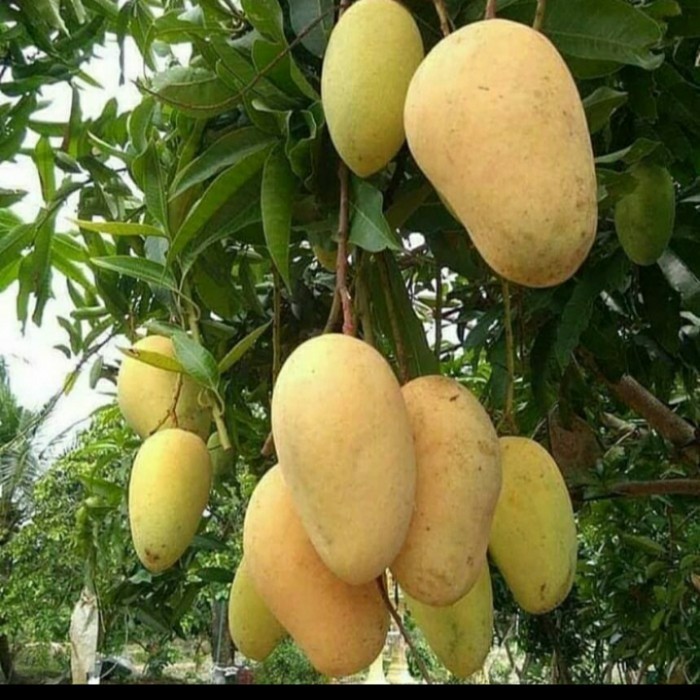 Jual BIBIT TANAMAN BUAH MANGGA CHOKANAN/ MANGGA COKANAN ASLI VALID ...