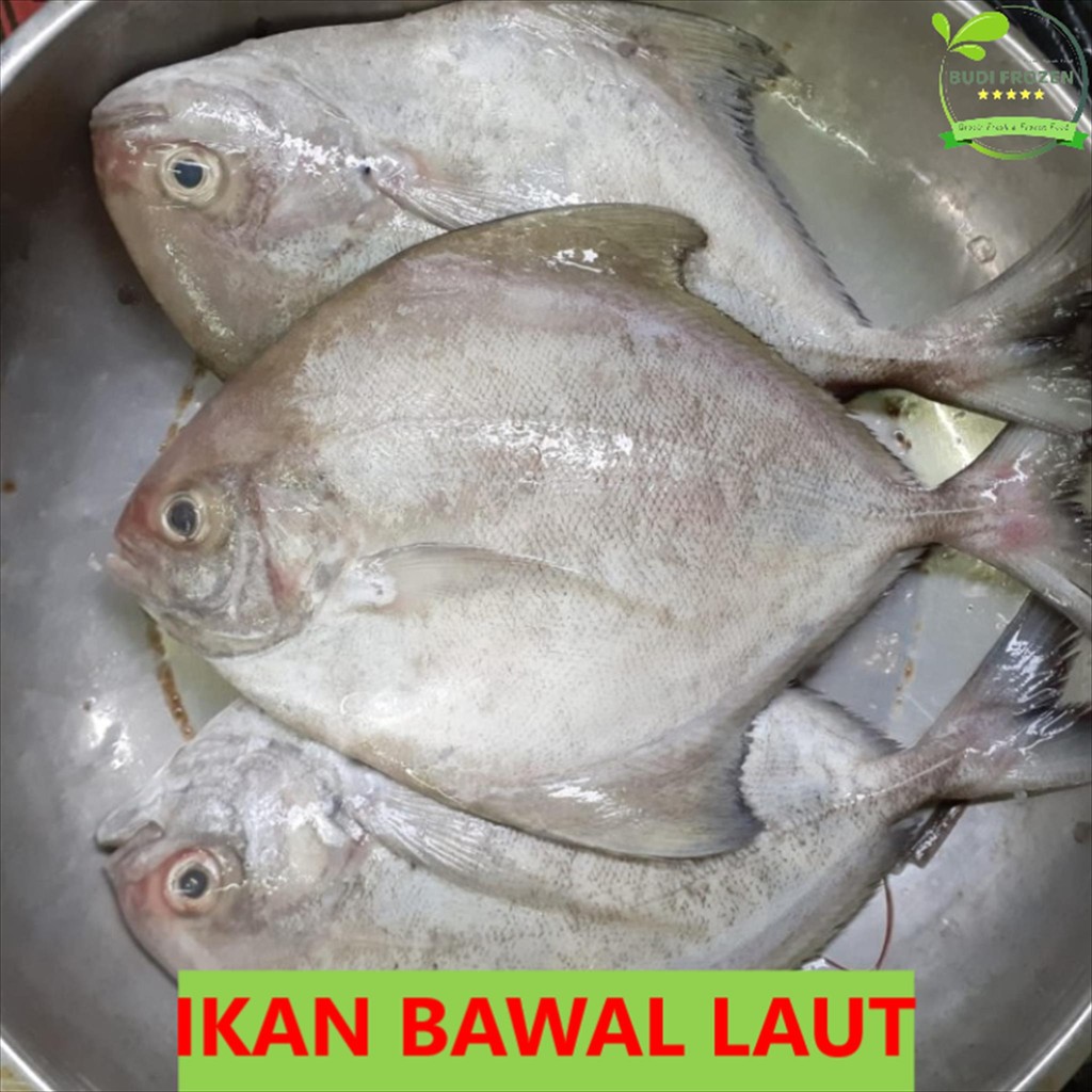 Jual IKAN BAWAL LAUT HITAM / BAWAL LAUT / IKAN BAWAL 500 GR | Shopee ...