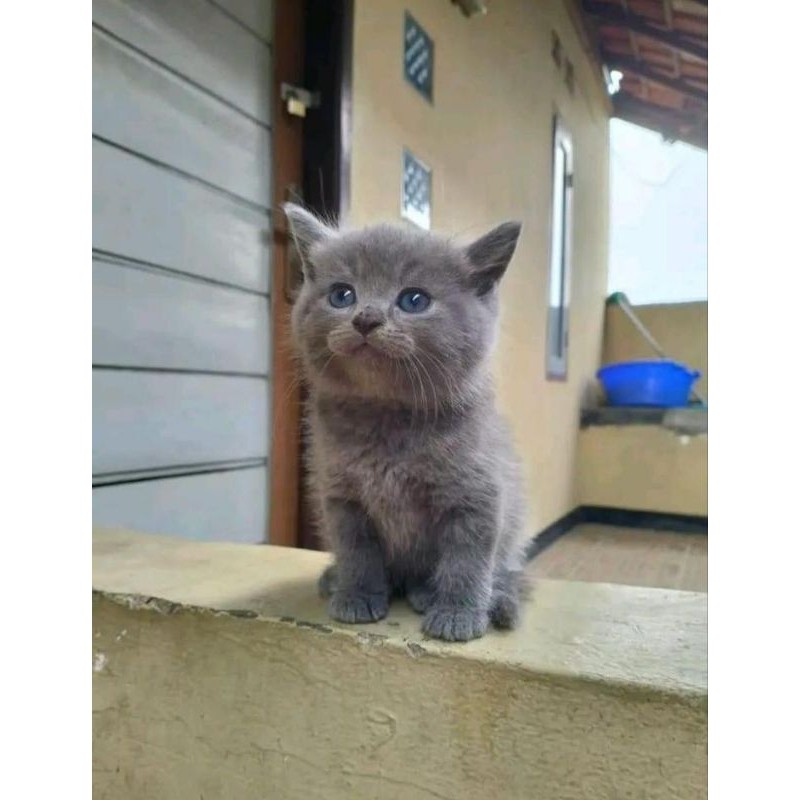 Jual KUCING KITTEN BSH BLUE || BRITISH SHORT HAIR | Shopee Indonesia
