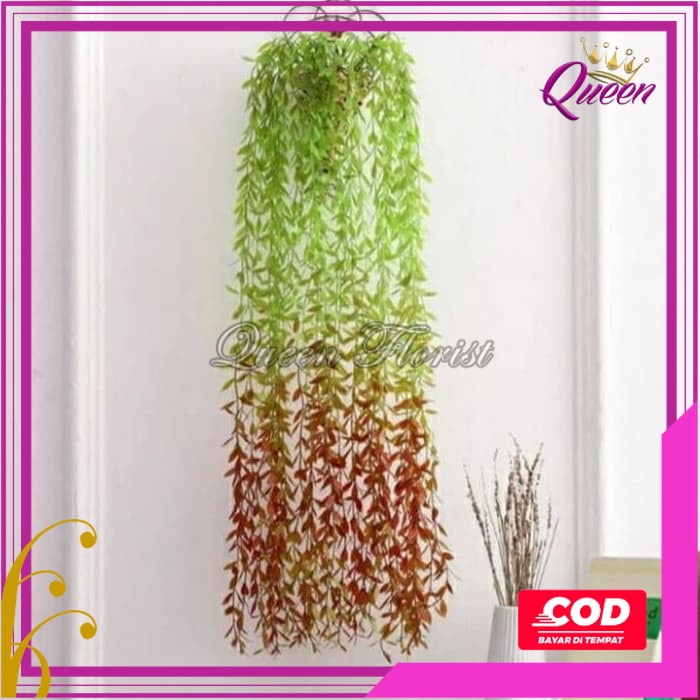 Jual [COD] Daun Juntai Likanyu Lee Kwan Yu Hoya Costa Plastik ...