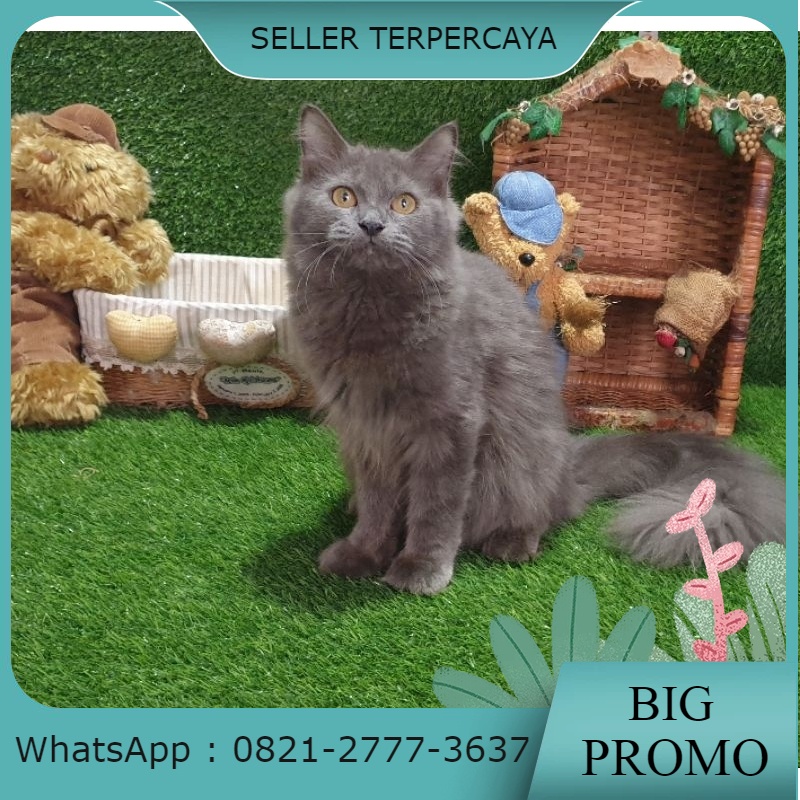 Jual Anak Kucing Persia Mirip British Short Hair Warna Blue Favorit ...