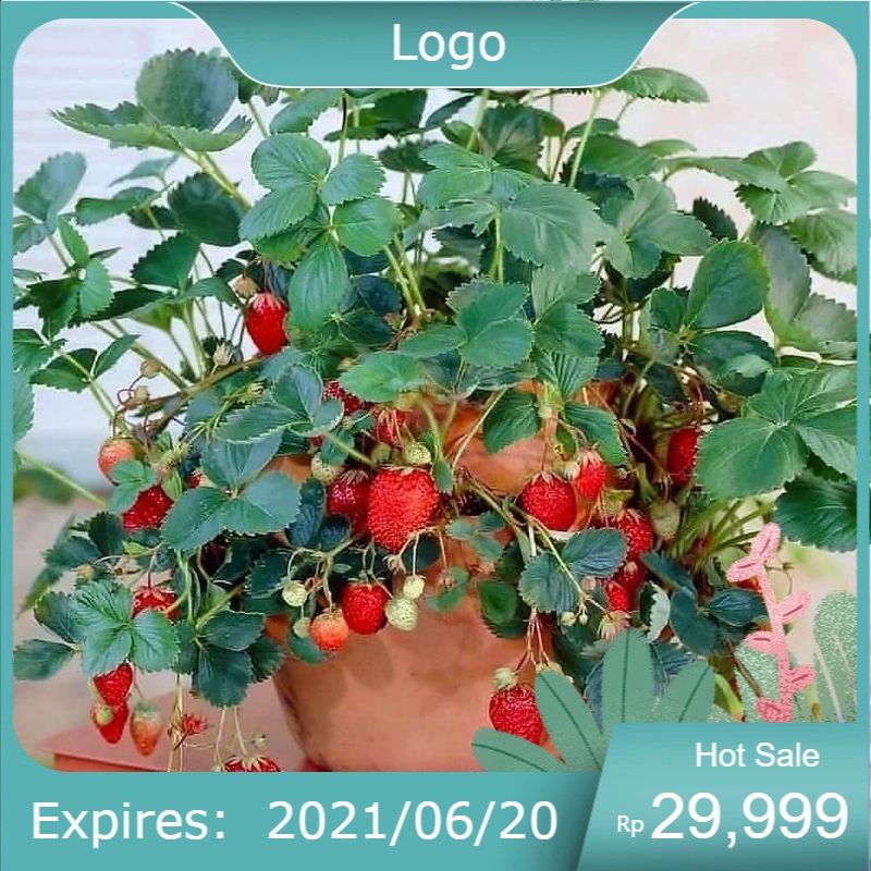 Jual Tanaman Bibit Buah STRAWBERRY SUDAH BERBUAH ( Merlan, Mencer ...