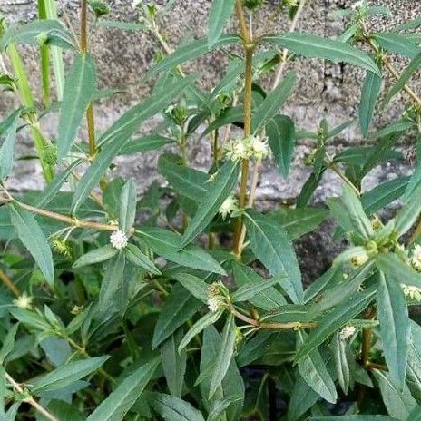 Jual DAUN ORANG ARING SEGAR 250 gram | Shopee Indonesia