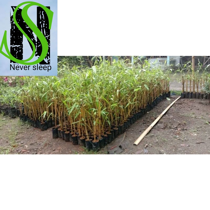 Jual Bambu Kuning Hias siap tanam Tinggi 1 meter Tanaman hias | Shopee ...
