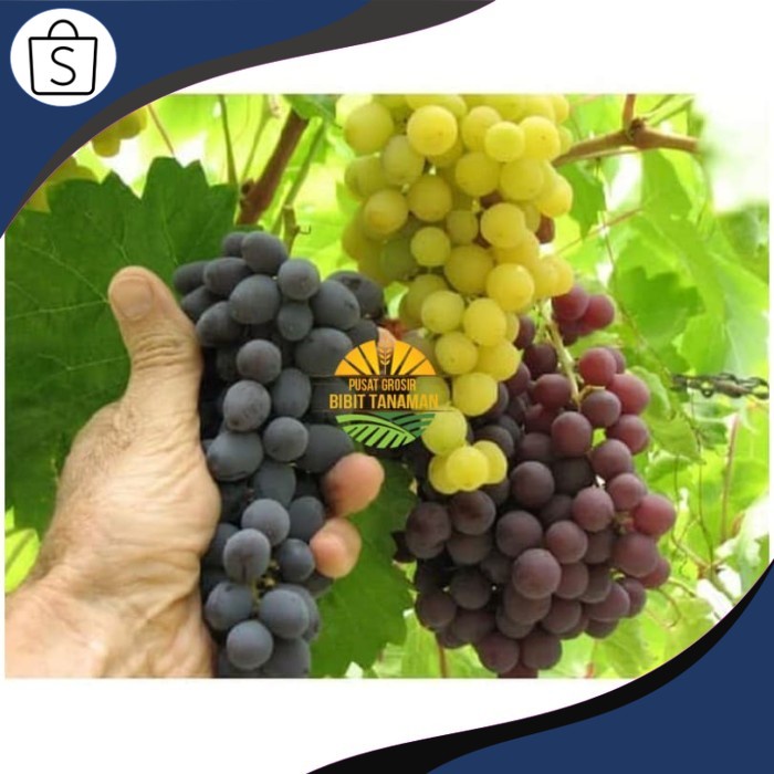 Jual Ready PROMO 3 Tanaman Bibit Anggur (Red caroline, Red Prince dan ...