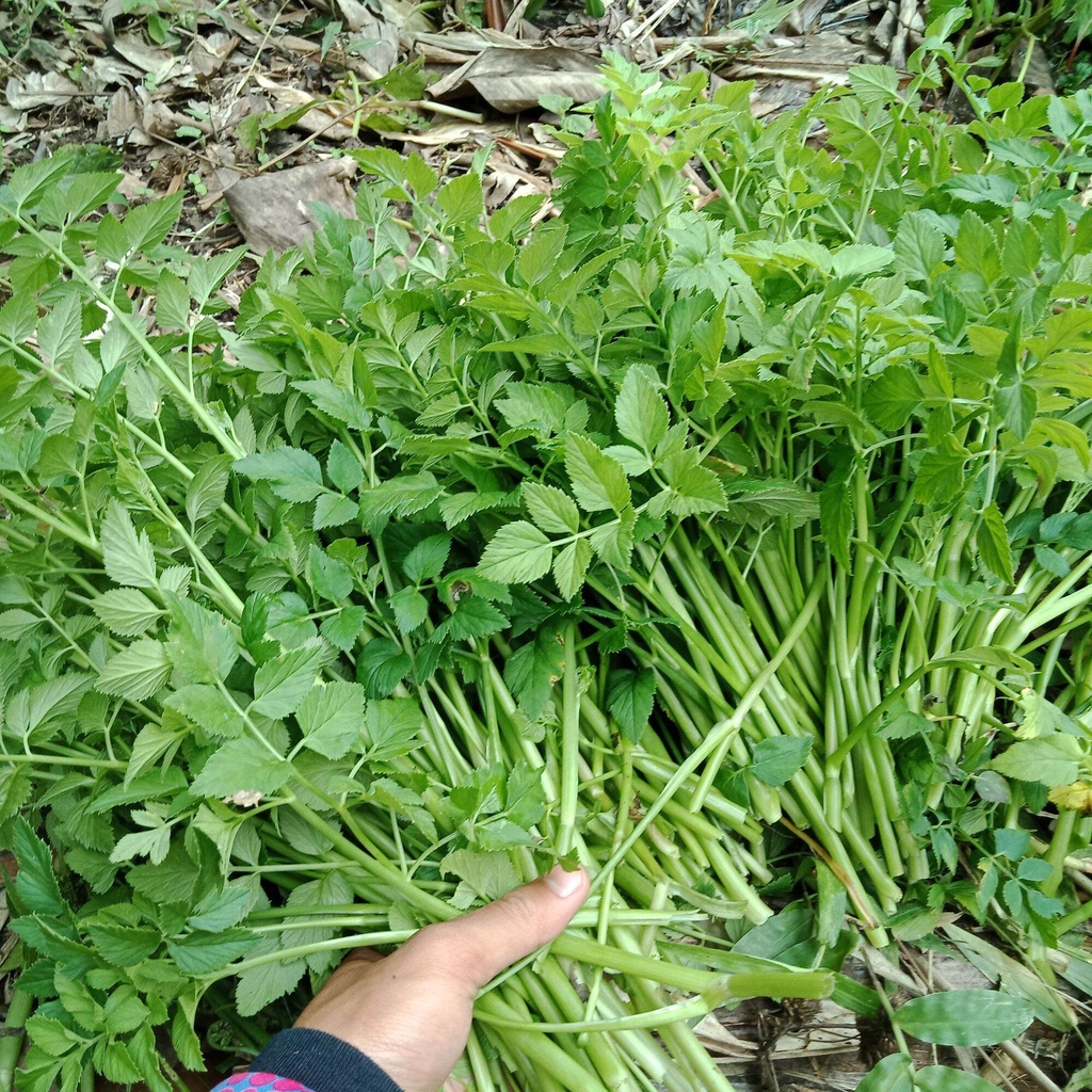 Jual lalapan tespong lalapan seladren segar 500 gram | Shopee Indonesia