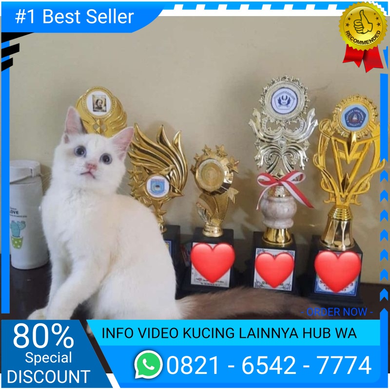 Jual Jual Kucing Miwa / Anak Kucing / Ragdoll / Persia / Scottish / BSH ...