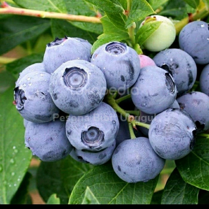 Jual Bibit Tanaman Buah Blueberry Import/ Bibit Jamfruit Unggul ...