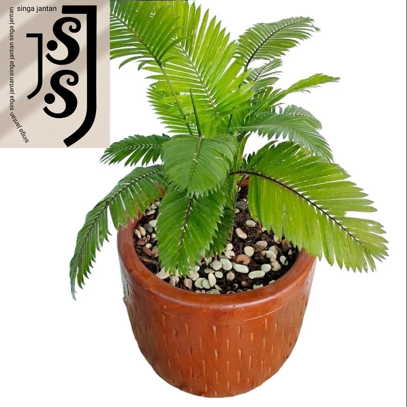 Jual Palem Rotan paris mini Tanaman Hias jernang | Shopee Indonesia