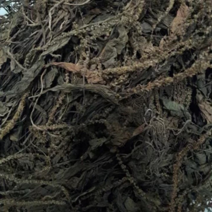 Jual Daun Sendok / Ki Urat Kering / Obat Herbal Alami (1kg) | Shopee ...