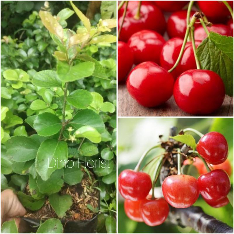 Jual BUAH CHERRY JEPANG - Bibit Tanaman Cherry Jepang - Bibit Pohon ...