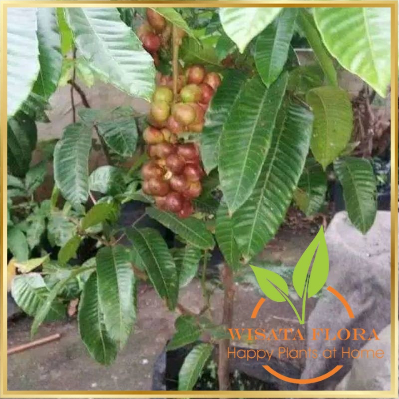 Jual bibit tanaman buah matoa Kebun Tanaman Wisata Flora | Shopee Indonesia