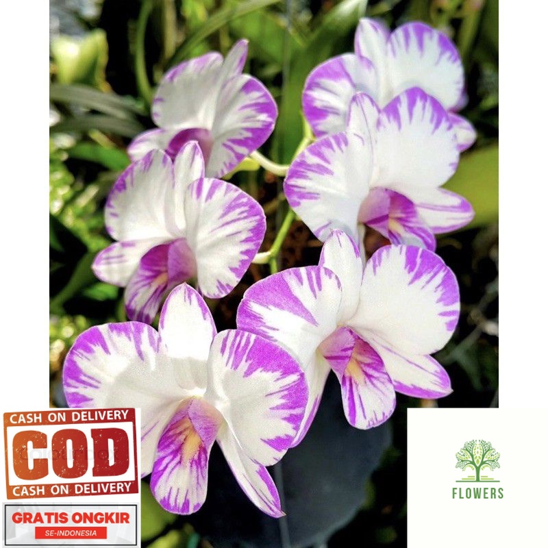 Jual Seedling anggrek dendrobium enobi splash-tanaman hidup-bunga hidup ...