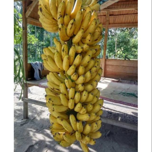 Jual BIBIT BUAH PISANG RAJA/ROJO/Bibit pisang Raja (Pisang Rojo ...