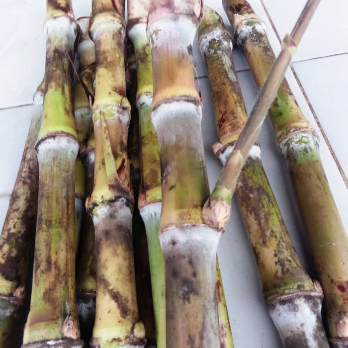 Jual Bibit stek batang terubuk per kg | Shopee Indonesia
