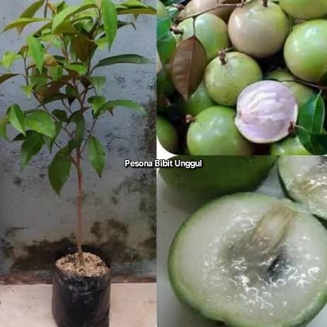Jual Bibit Buah Kenitu/ Sawo Apel Okulasi Super | Shopee Indonesia