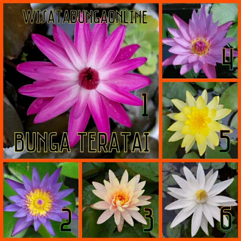 Jual Bibit Bunga Teratai / Tanaman Hias Air /Tanaman Hias Kolam ...