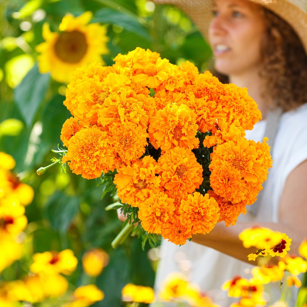 Jual Bibit/Benih Bunga Marigold dan Day Grass/Zinnia/Bunga Kertas ...