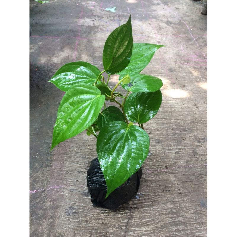 Jual ( TERMURAH) Sirih Hijau - Tanaman Hias Sirih Ijo - Pohon Sirih ijo ...