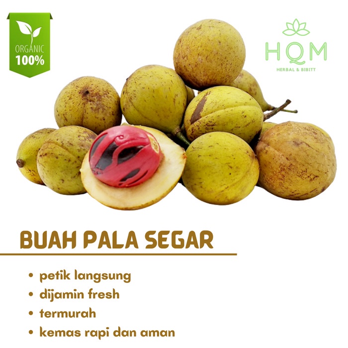 Jual Buah Pala Segar - Buah Pala Utuh - Organik - Petik Langsung ...